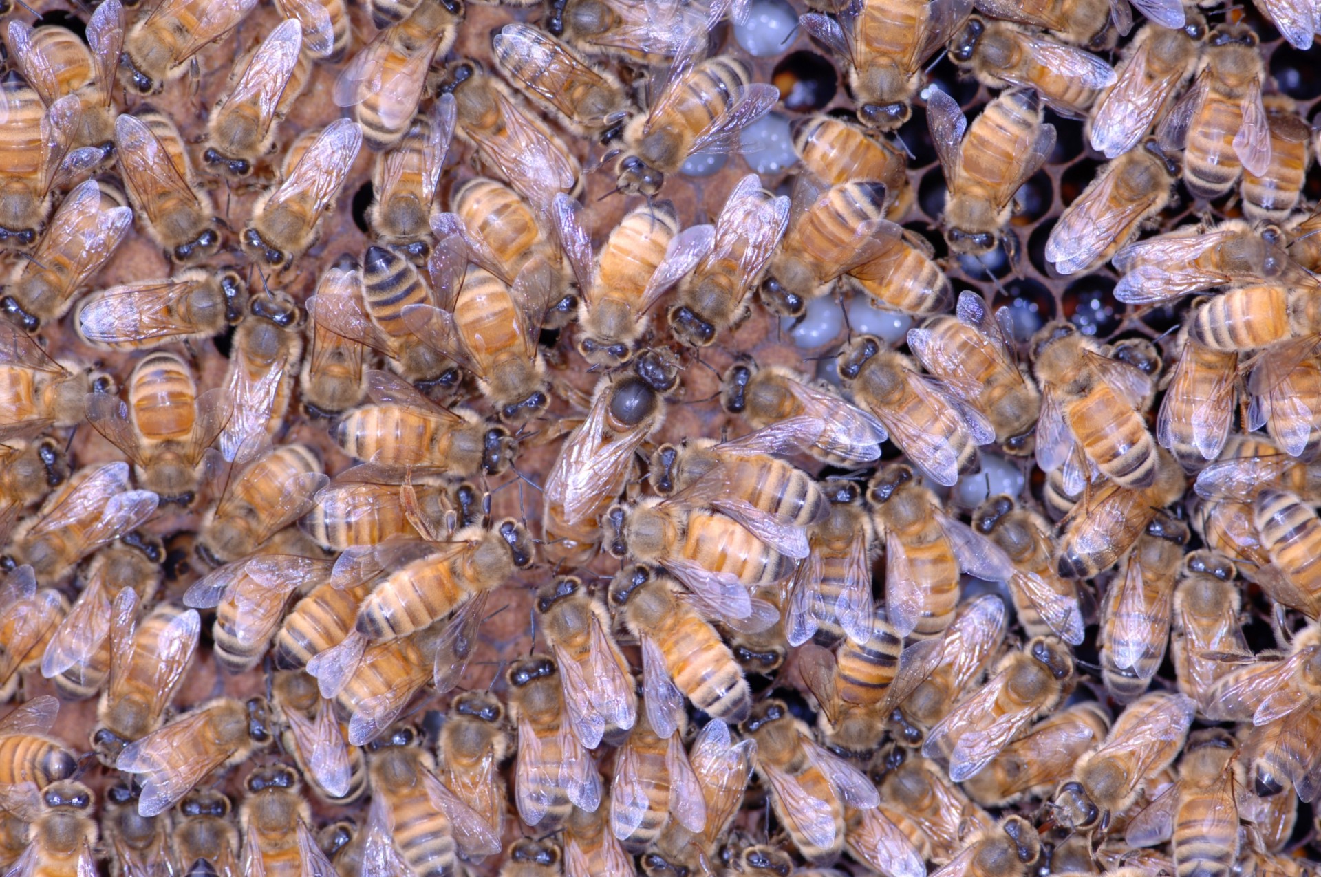 A big buzz over the worker bees | News, Sports, Jobs - Times Observer